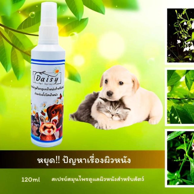 Daisy pet shop | LINE SHOPPING